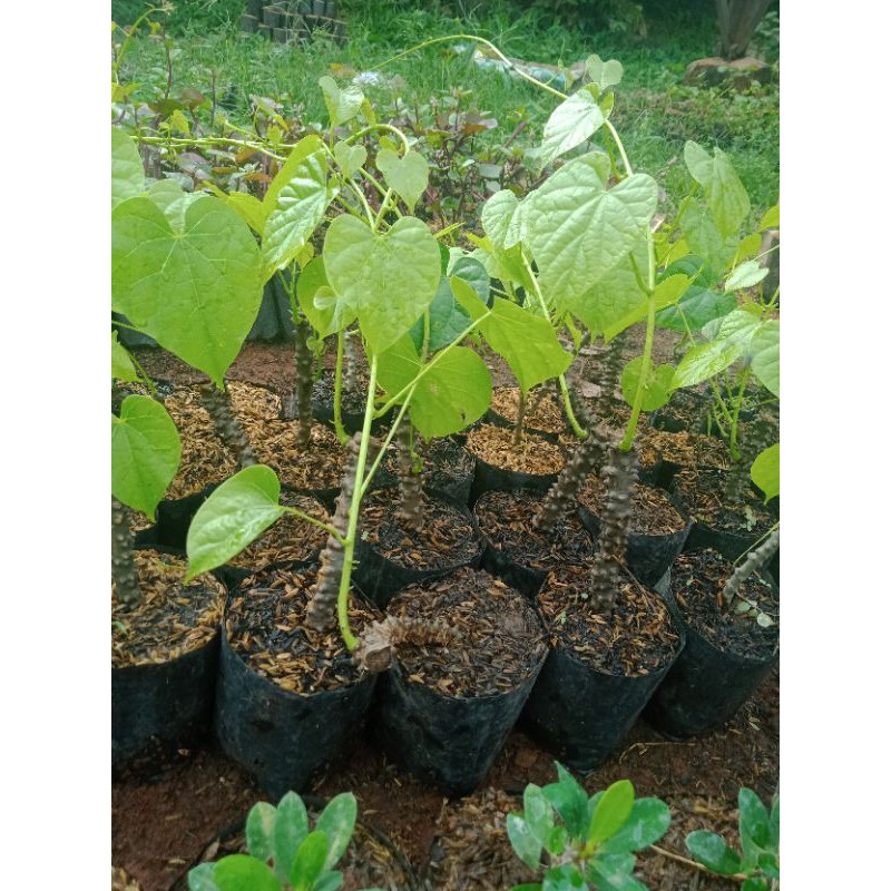 Jual tanaman Brotowali/bratawali/antawali | Shopee Indonesia