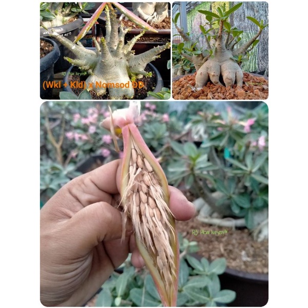 Jual PROMO SETENGAH HARGA Biji Adenium/ Bibit Bunga Kamboja/ Seed ...