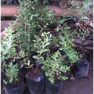 Jual Bog Promo..!! Bibit Tanaman Daun Pacar Arab- Daun Pacar Kuku ...