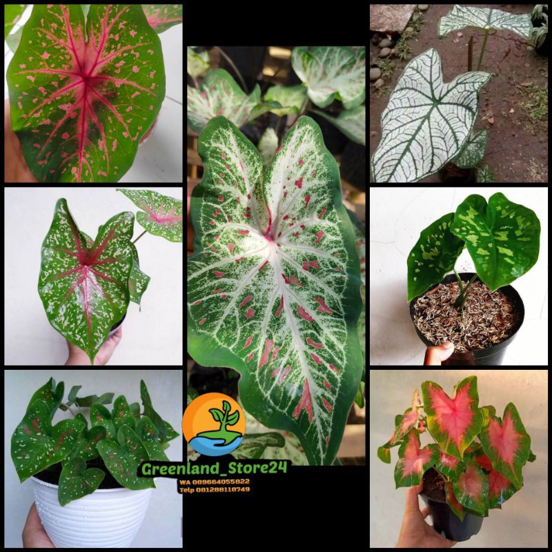 Jual paket 7 jenis tanaman hias keladi - keladi hias - tanaman hias ... Jual paket 7 jenis tanaman hias keladi - keladi hias - tanaman hias ...