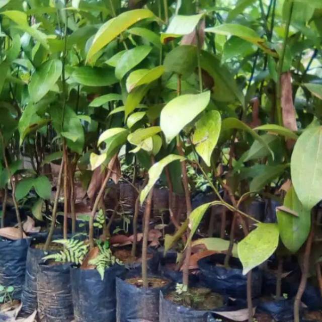Jual Bibit kayu manis 1 meter | Shopee Indonesia