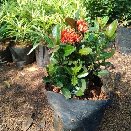 Jual Tanaman Asoka Hindia Merah/ Bibit Pohon Asoka India Merah Cantik ...