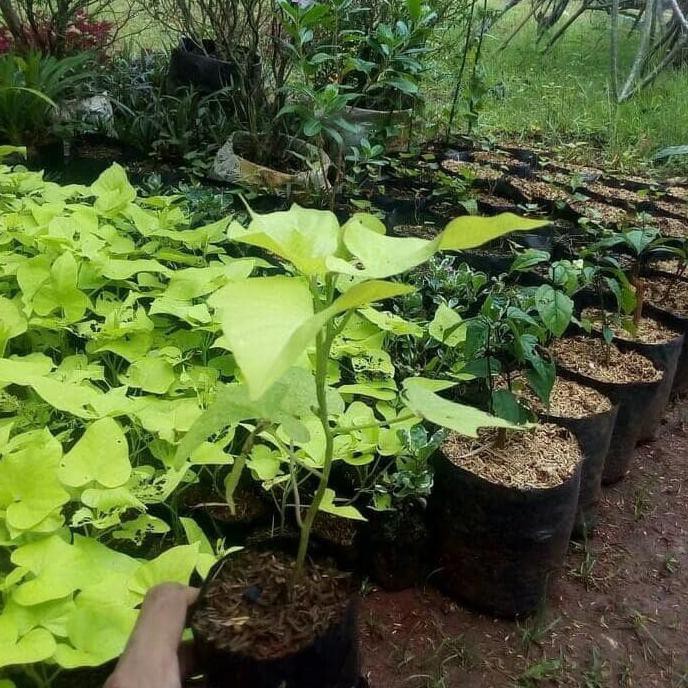 Jual Tanaman umbi kuning/pohon rambat ubi kuning | Shopee Indonesia
