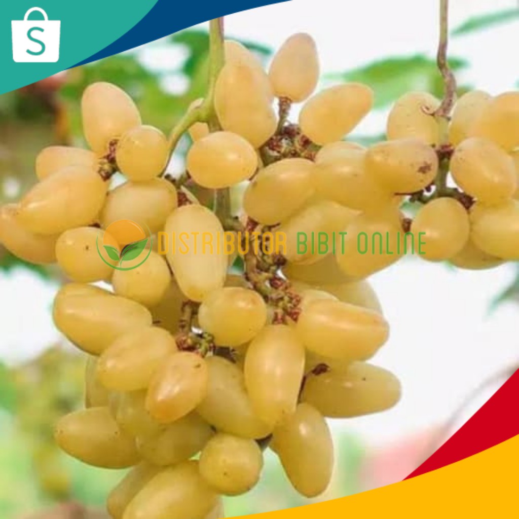 Bibit anggur Import transfiguration / transfigurasi Grafting | Shopee ...
