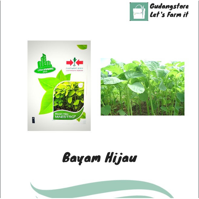 Jual Benih unggul Bayam Hijau varietas maestro Benih Bayam Hijau Unggul ...