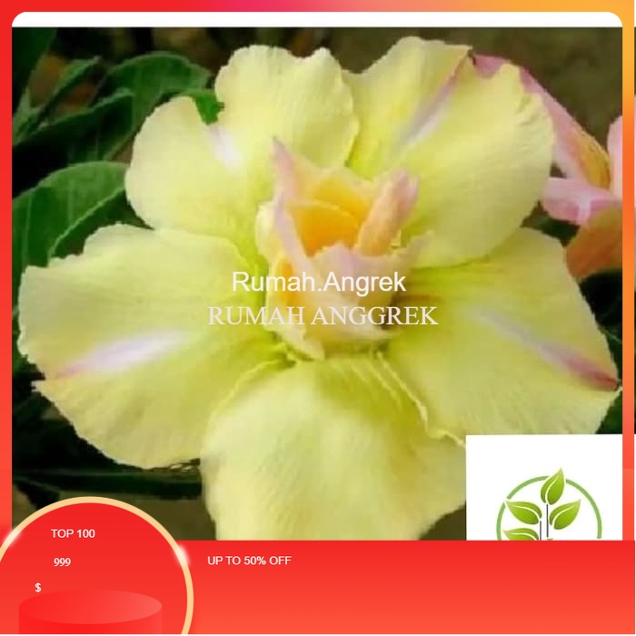 Jual BibitTanaman Hias adenium Kamboja Kuning - Kuning-adenium bunga ...