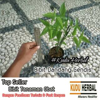 Jual Dandang Gendis Bibit Siap Tanam I Asli I Tanaman I Ki Tajam ...
