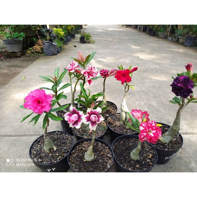 Jual adenium bunga tumpuk Size A+ paket 6 pohon 6 warna bonus 1 pohon ...