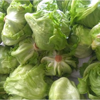Jual Letuce Sayur 1 kg / 1000 gr Letuce Fresh & Segar Cocok Digunakan ...