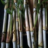 Jual Rumput Raja / King Grass / Kolonjono | Shopee Indonesia