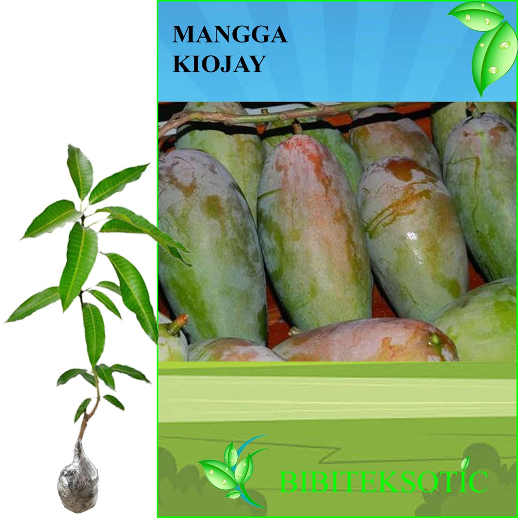 Jual Tanaman Mangga Kiojay (Tinggi 40-60 cm) | Shopee Indonesia