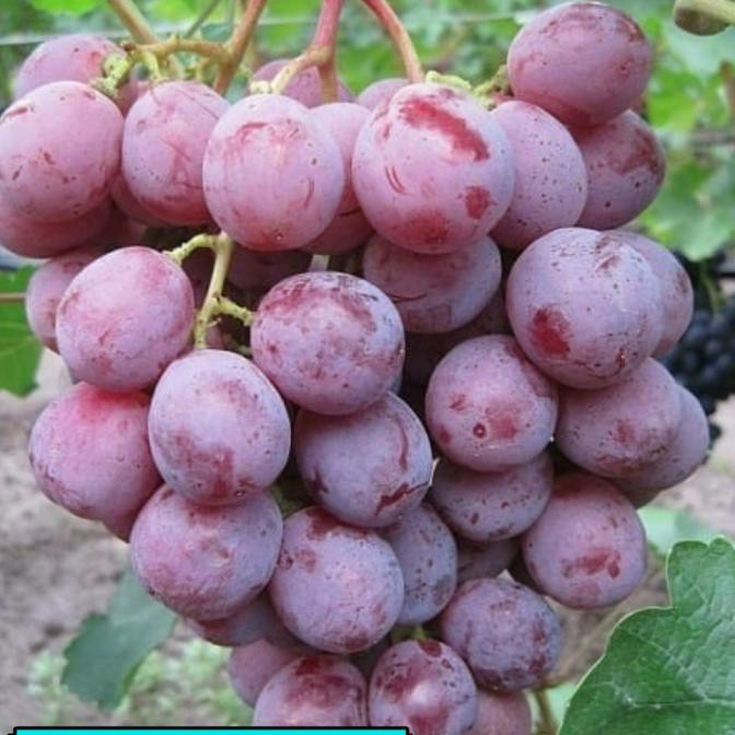 Jual tanaman stek anggur/bibit anggur/tanaman anggur merah/pohon anggur ...