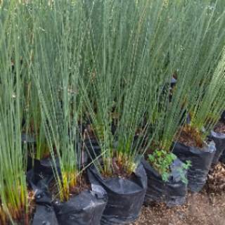 Jual Lidi air l Tanaman hias lidi air l tanaman pot lidi air | Shopee ...