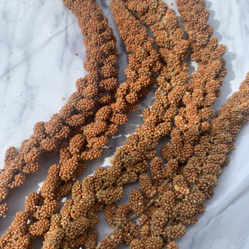 Jual Red Piston Foxtail Millet 3pcs | Millet Merah | Jewawut | Sprays ...