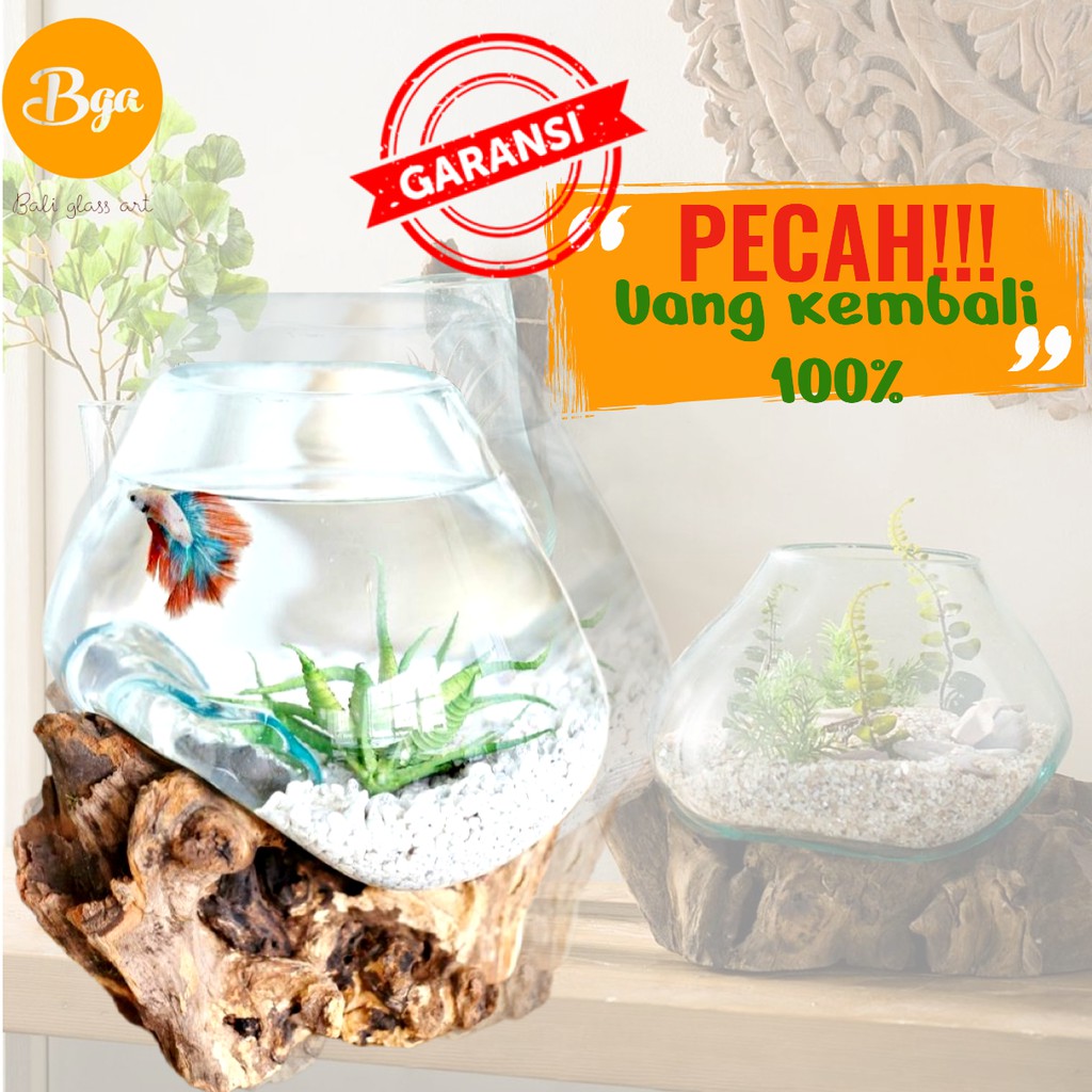 Jual Size L/AKUARIUM IKAN CUPANG - AQUASCAPE / AQUARIUM KAYU GLASSWOOD ...