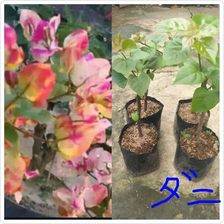 Jual Tanaman BOUGENVILLE - BUGENVILE - bogenfil citra india setek ...