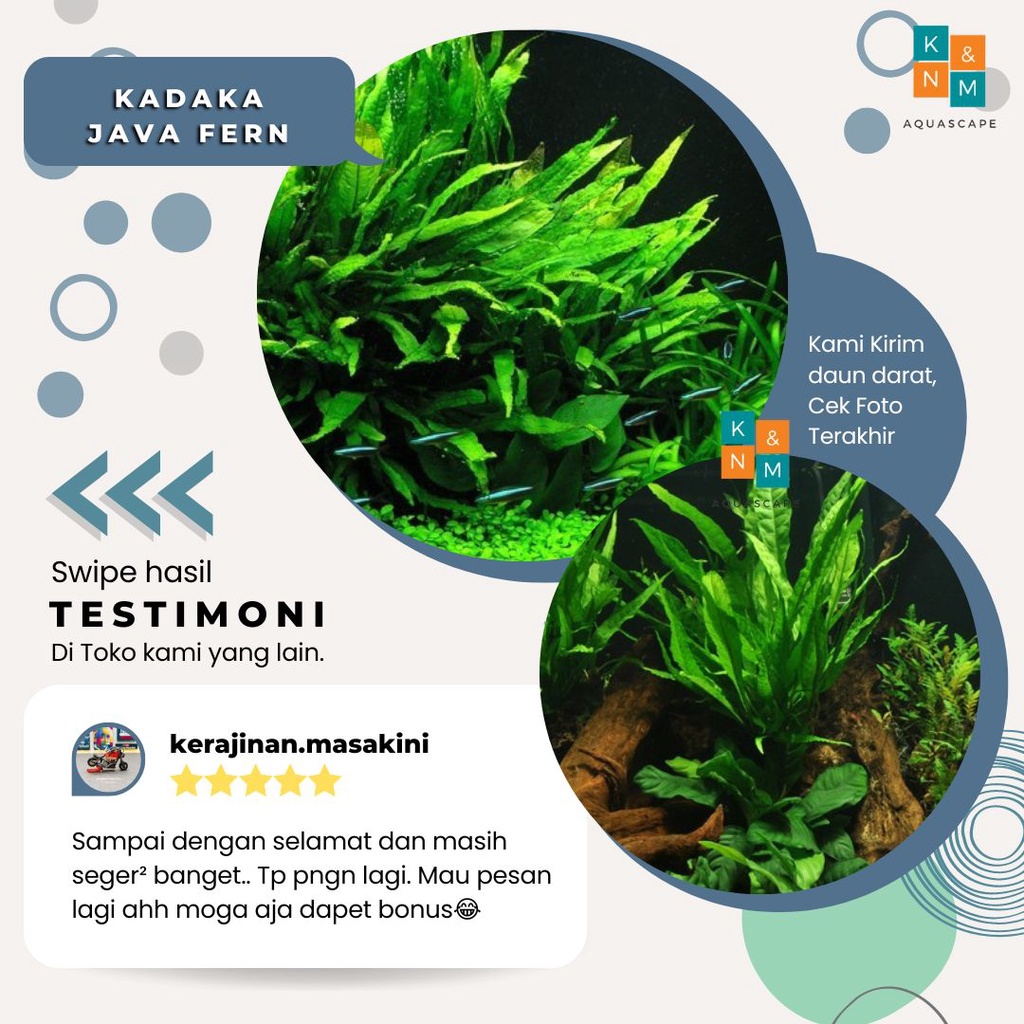 Jual Kadaka Java Fern Tanaman Tumbuhan Aquascape Tanpa Low Co2 | Shopee ...
