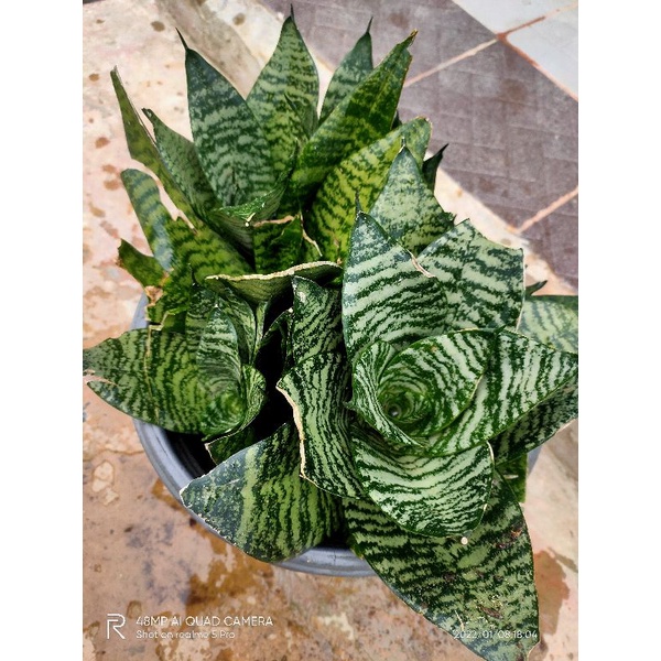 Jual Sansivera Hijau Mini | Shopee Indonesia