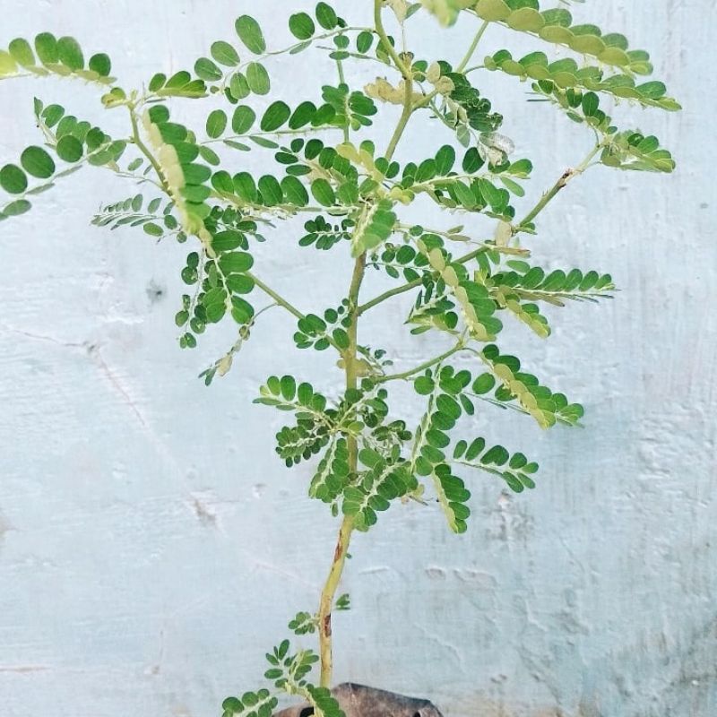 Jual Tanaman Herbal Daun Meniran/Bibit Tanaman Daun Meniran | Shopee ...