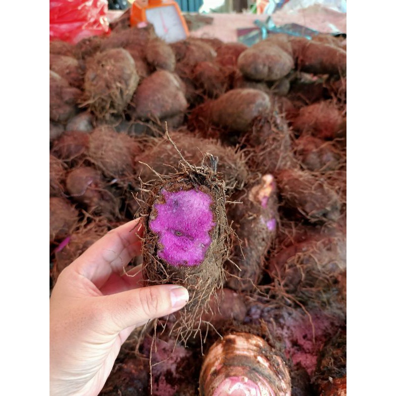 Jual Talas Keribang / Taisu / Talas Ungu / Talas Kalimantan / Uwi ...