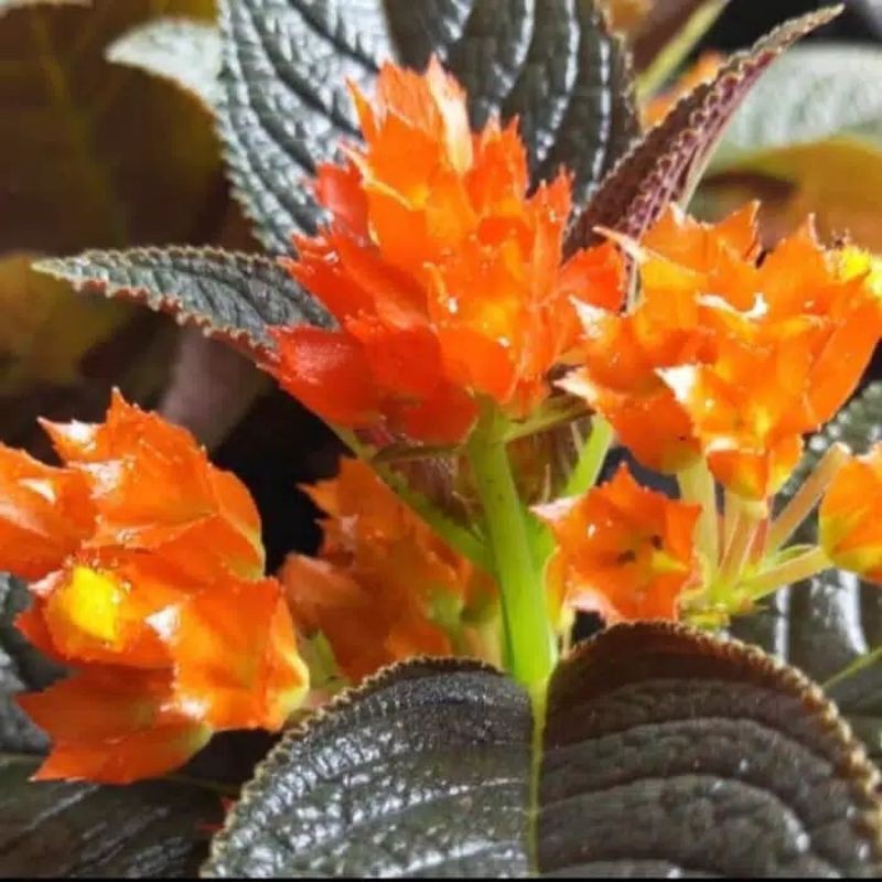 Jual Tanaman Begonia Bunga Orange/Begonia orange | Shopee Indonesia