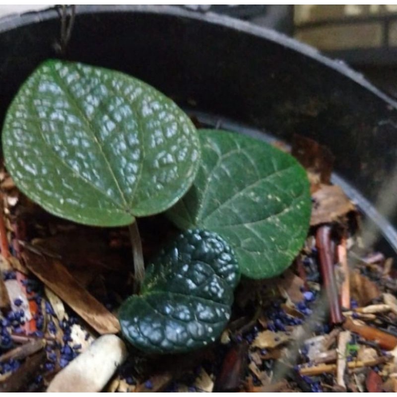 Jual Pohon Sirih Hitam Asli Kalimantan | Shopee Indonesia