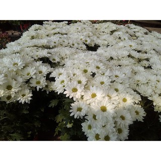 Jual Tanaman Hias Seruni~Tumbuhan Seruni~Krisan~Minimal order 2 pohon ...