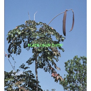 Jual TANAMAN HIAS BUNGA TEROMPET INDIA / POHON TEROMPET INDIA ...