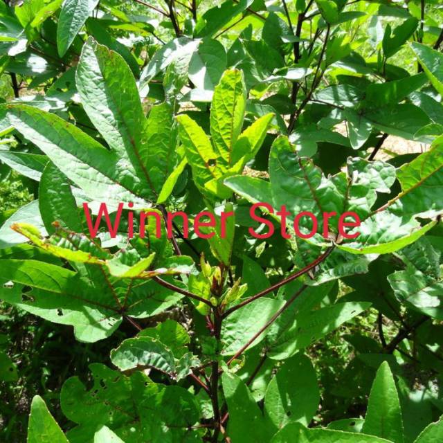 Jual 10 daun segar rosela asam kumbang susur paya rosella mesta mestha ...