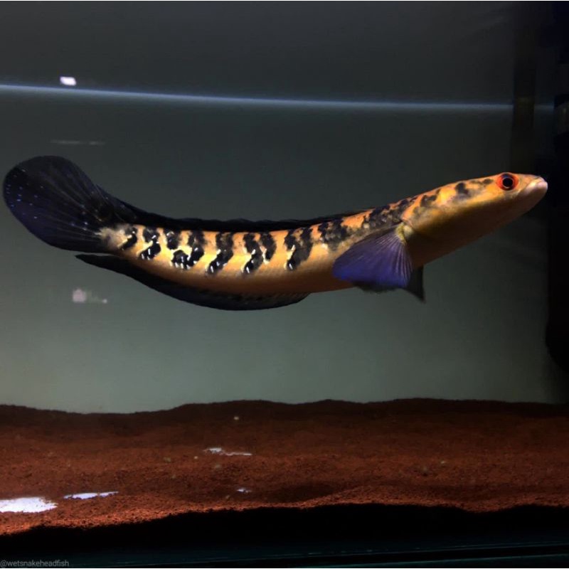 Jual YELLOW SENTARUM 8-17cm | Shopee Indonesia