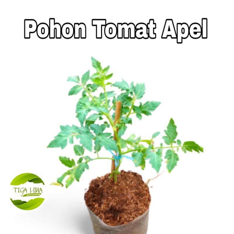 Jual tanaman pohon tomat apel/bibit tomat/benih tomat sudah berbunga ...