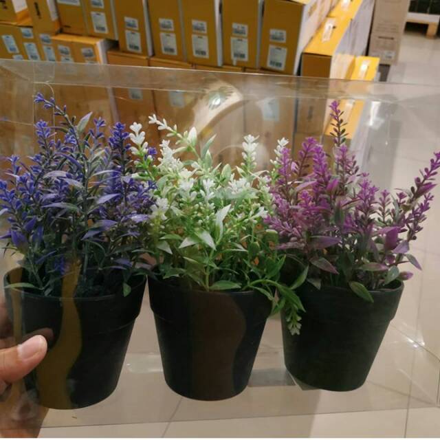 Jual Bunga Lavender set 3pcs | Shopee Indonesia