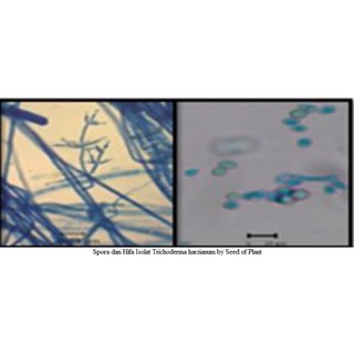 Jual Isolat Jamur Trichoderma Harzianum Eksplorasi asal Buah Naga ...