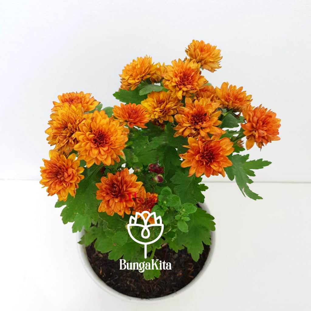 Jual Tanaman Hias bunga Aster Oranye orange Indonesia|Shopee Indonesia