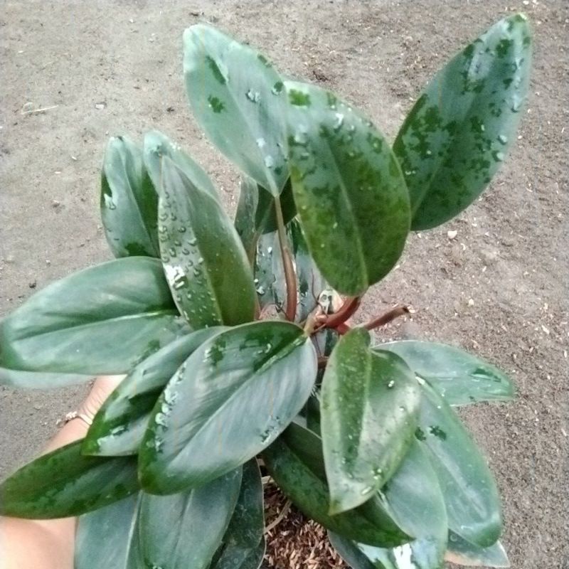 Jual pillo compacta | Shopee Indonesia