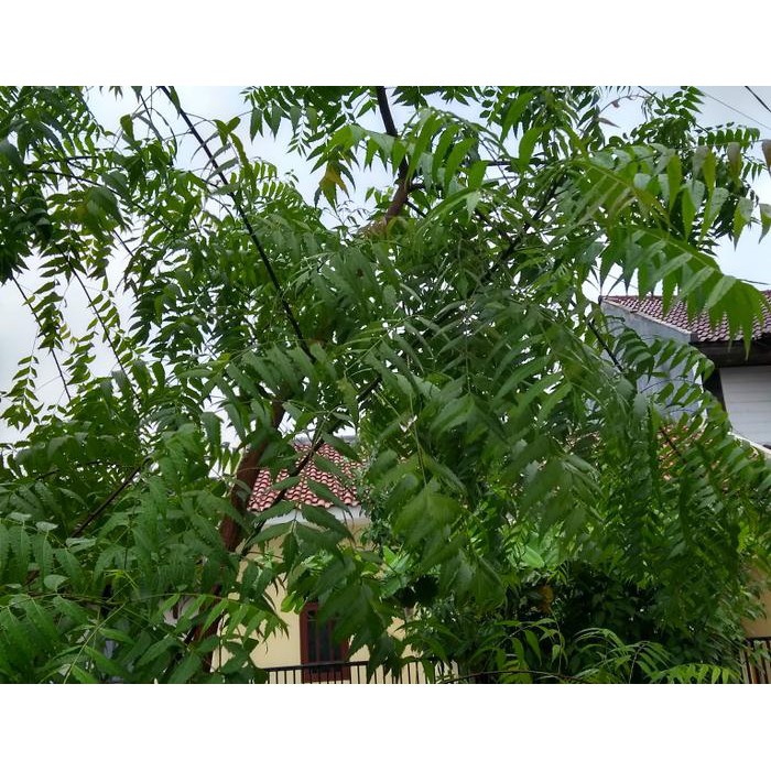 Jual RESMI DAUN MIMBA INTARAN NEEMTREE AZADIRACHTA INDICA ANTI KANKER ...