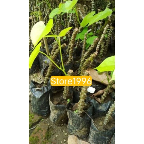 Jual batang Brotowali patrawali siap tanam paket 1 kg | Shopee Indonesia