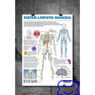 Jual 12 Poster sistem tubuh manusia, sistem endokrin, integumen ...