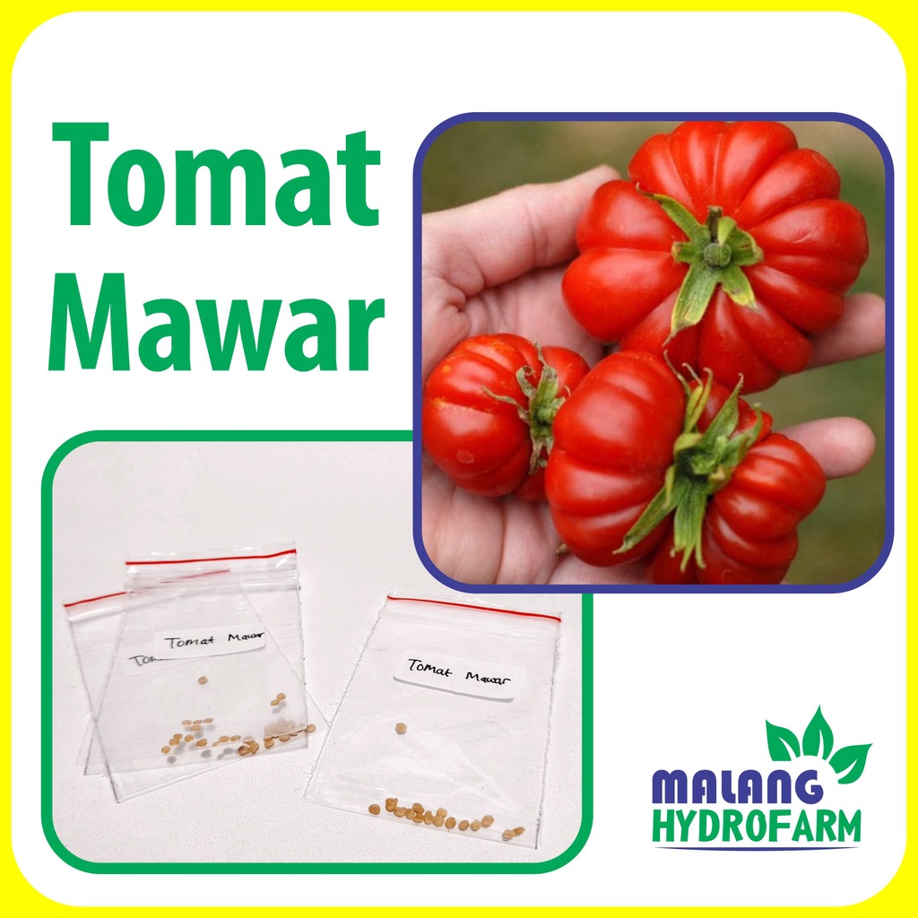 Jual Benih Tomat Mawar Unggulan berkualitas biji bibit hydroponik ...