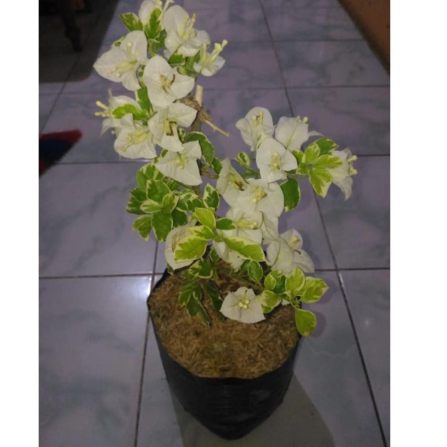 Inilah Gambar Bunga Kertas Putih Paling Dicari - Informasi Seputar Tanaman Hias