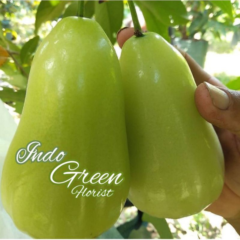 Jual Bibit Jambu Air Super Green /Tanaman Jambu Air Super Green/ Buah ...