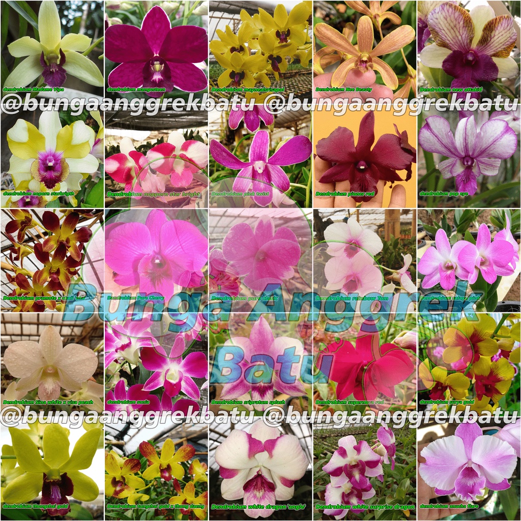Jual Anggrek Dendrobium Bulat hybrid usia 6-7 bulan Seedling Indonesia ...