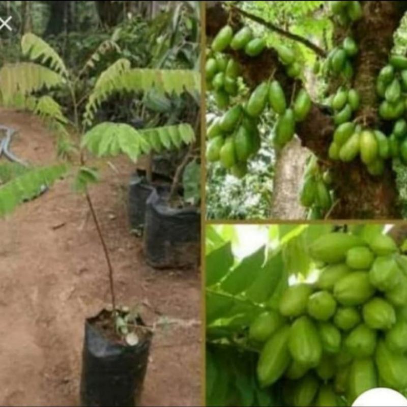 Jual Tanaman Blimbing Wuluh Pohon Blimbing Sayur | Shopee Indonesia