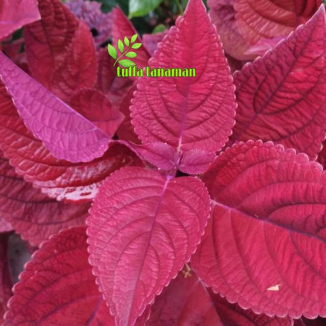Jual Tanaman hias daun miana merah | Shopee Indonesia