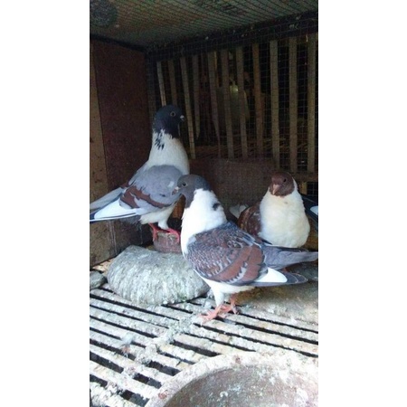 Jual Induk Burung Merpati Modena Indukan Merpati Hias Dewasa Bandung ...