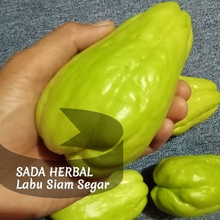 Jual Labu Siam Waluh Jipang Gambas Chayote Segar 1 kg | Shopee Indonesia