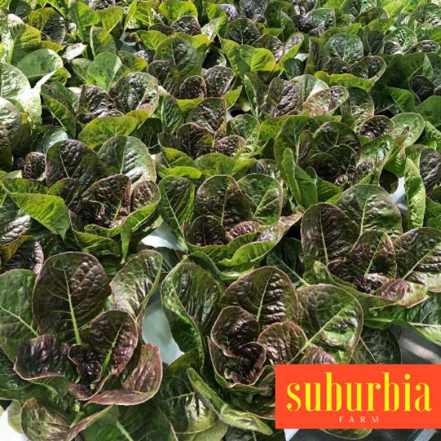 Jual 100 Biji Benih Selada Merah Red Romaine Bibit Sayuran Lettuce Known You Seed | Shopee Indonesia