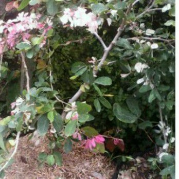 Jual tanaman asem belanda/asem kranji | Shopee Indonesia