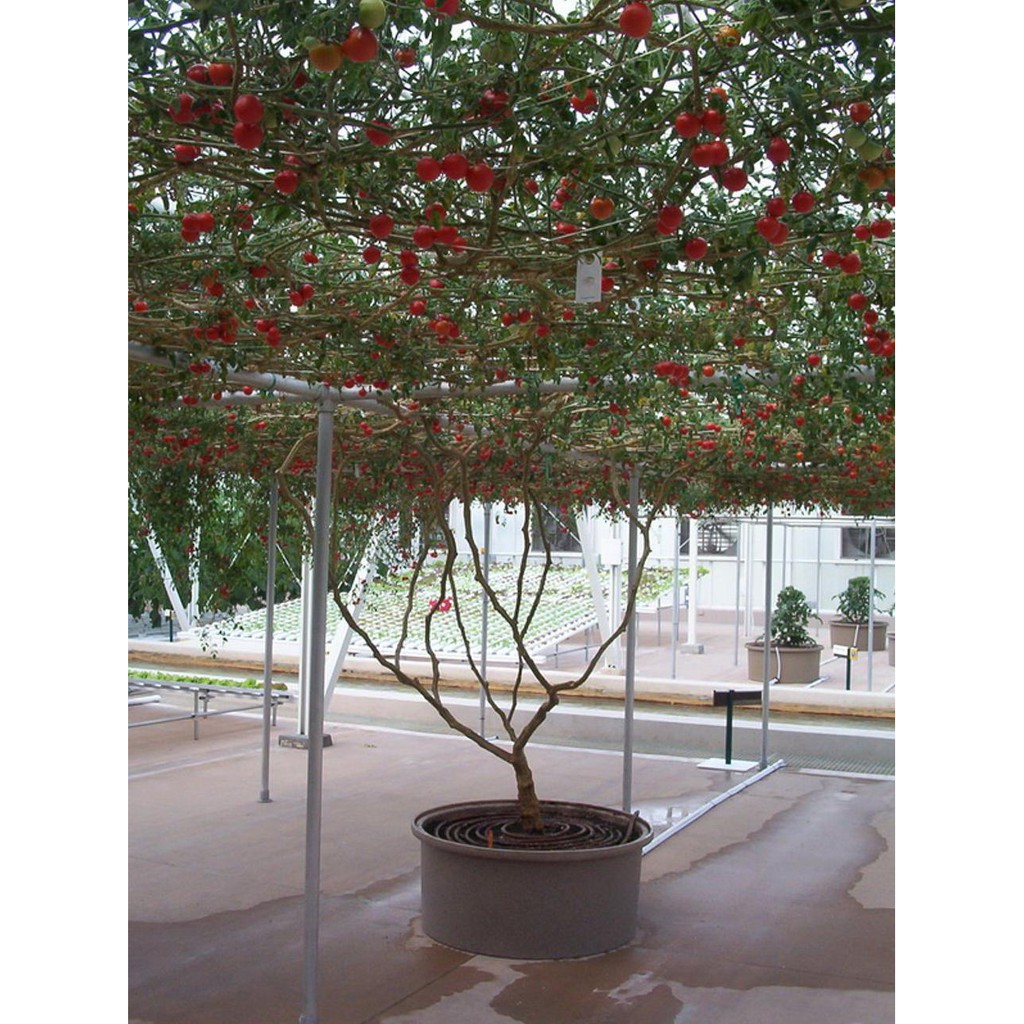 Jual 15 Biji Tomat Pohon Italia Italian Tree Tomato (Import) | Shopee ...