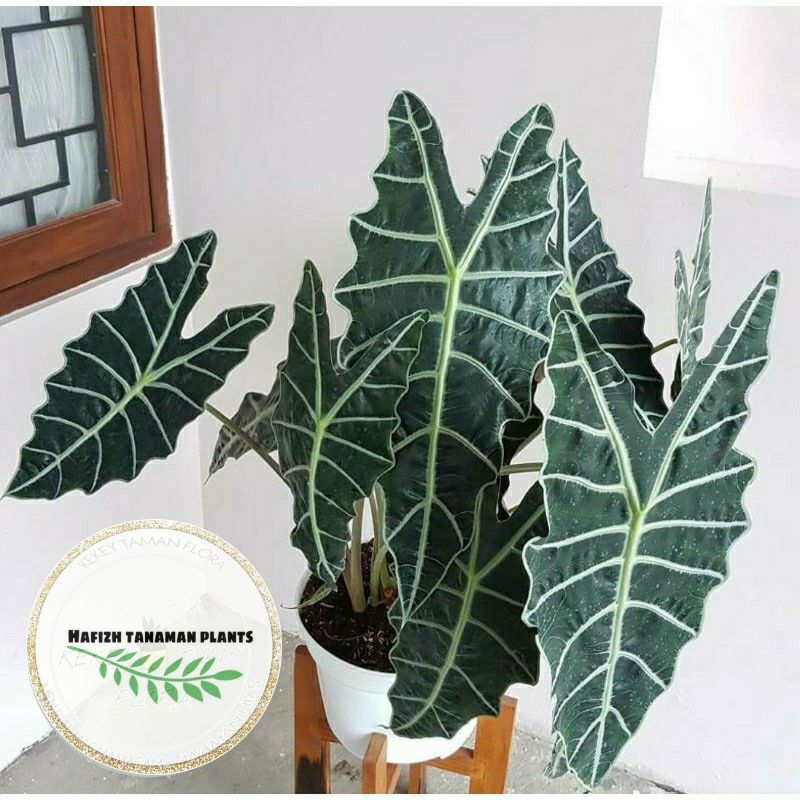 Jual Tanaman Hias Keladi amazon Alocasia tengkorak Tanaman Hidup-,Bunga ...